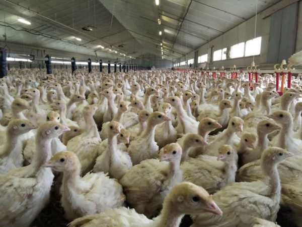 Aviculture : La France championne de la productivité | Journal Paysan ...