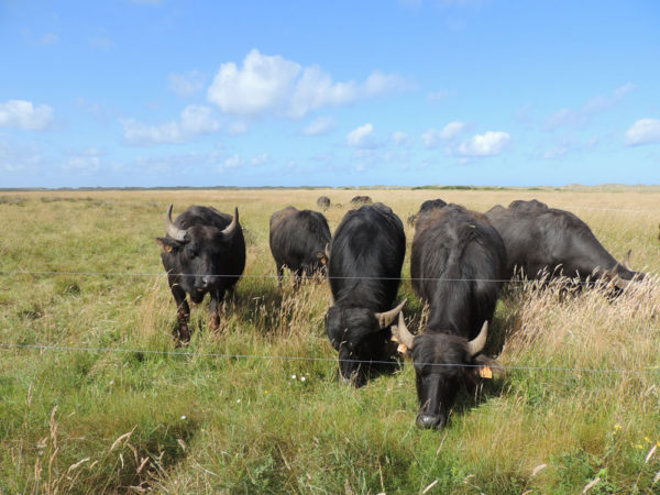 Une mozzarella de bufflonne 100 % bretonne | Journal Paysan Breton
