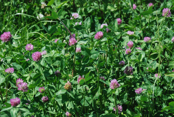 Le trèfle violet gagne à être connu | Journal Paysan Breton