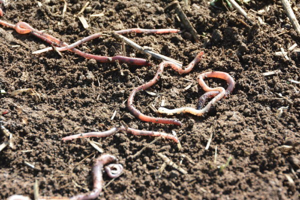 Y a-t-il des vers de terre dans mes parcelles ? | Journal Paysan Breton