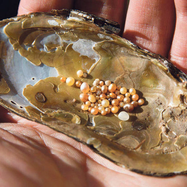 La moule perlière, le trésor de nos rivières | Journal Paysan Breton