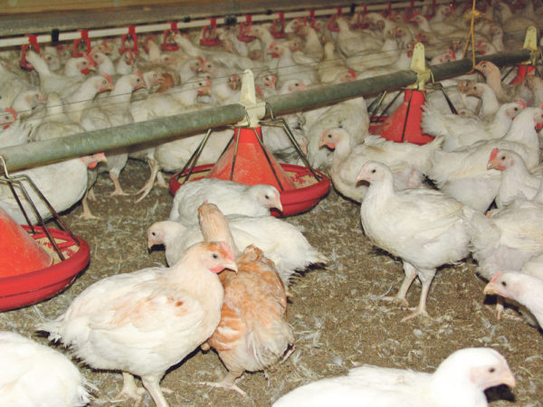 Aviculture : Rendre les élevages plus polyvalents | Journal Paysan Breton
