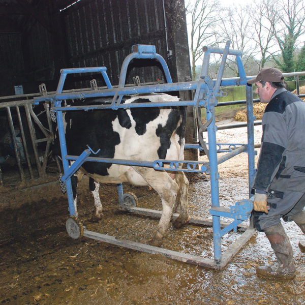 La cage de contention revisitée | Journal Paysan Breton