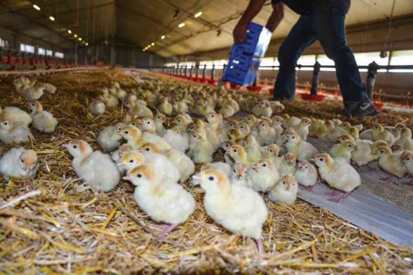 Birmanie : un couvoir d'une capacité de 12 millions de poussins par an ...