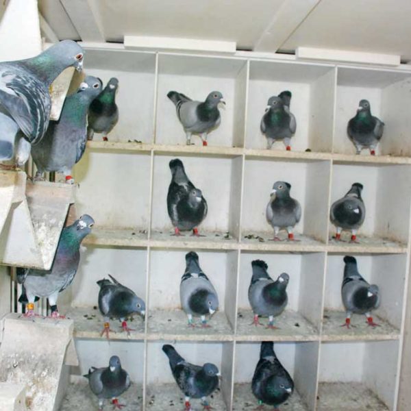 Le pigeon voyageur, un messager du ciel à tire-d'aile | Journal Paysan ...