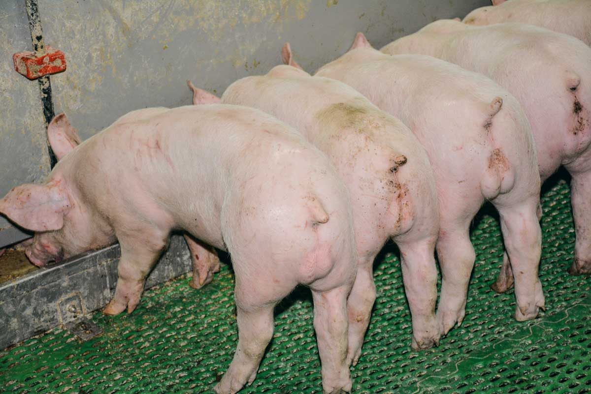 Un aliment frais et liquide dès le sevrage du porcelet | Journal Paysan ...
