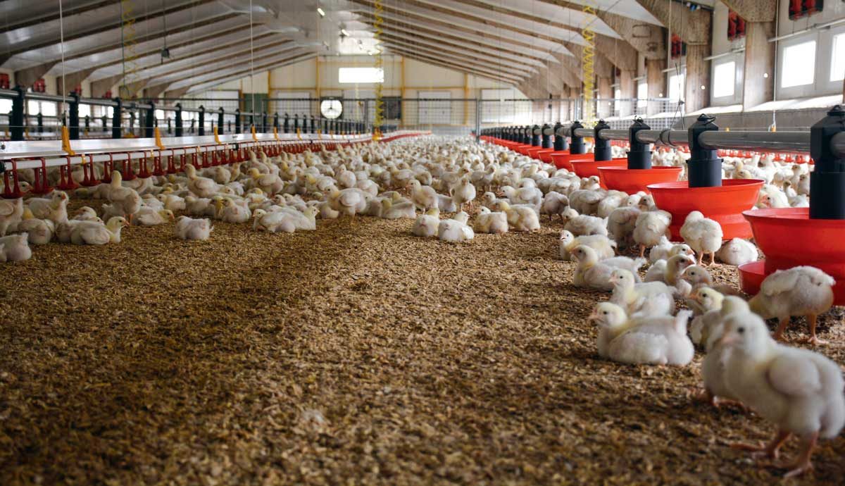 Volaille de chair, quand une crise chasse l'autre… | Journal Paysan Breton