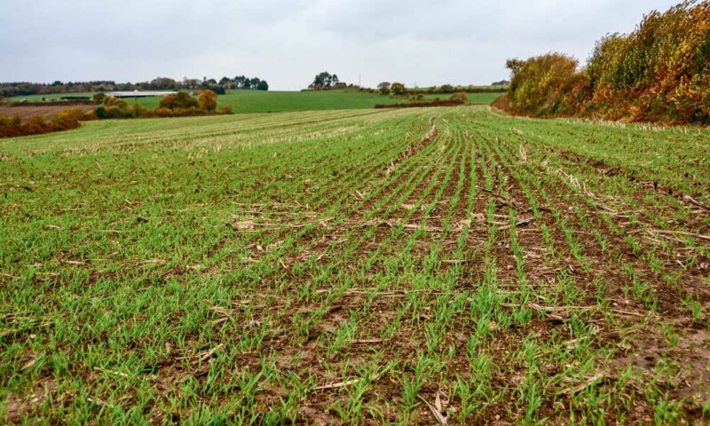 Une visite pour s'approprier les techniques du semis direct | Journal ...