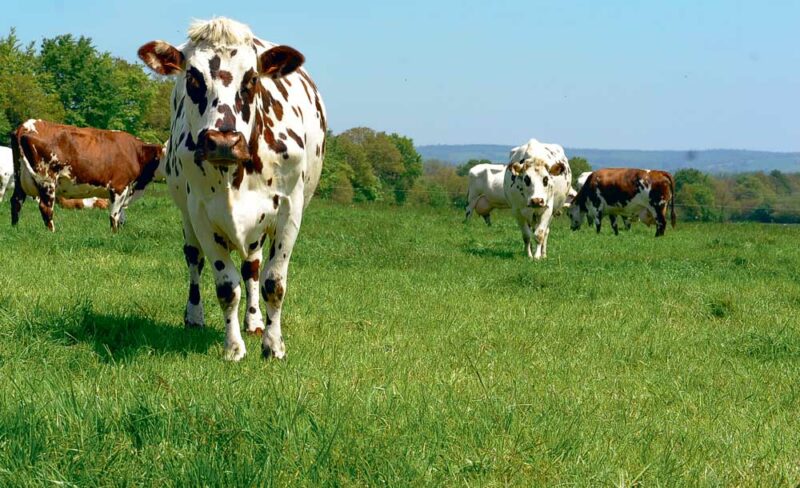 Mieux valoriser la Normande localement – Journal Paysan Breton