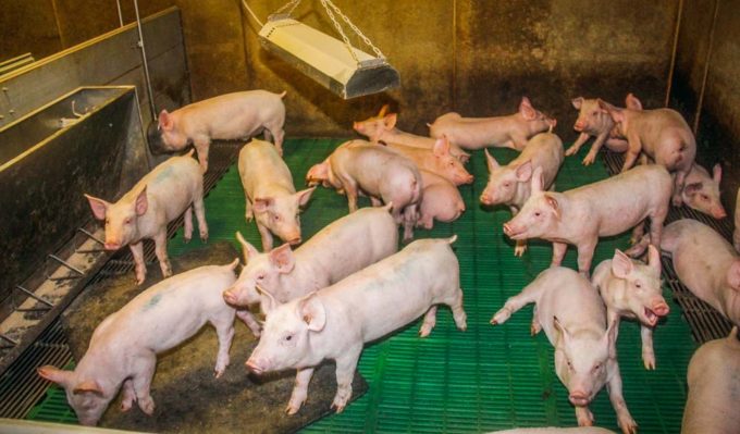 Porcelets : comment assurer leur sécurité digestive ? | Journal Paysan ...