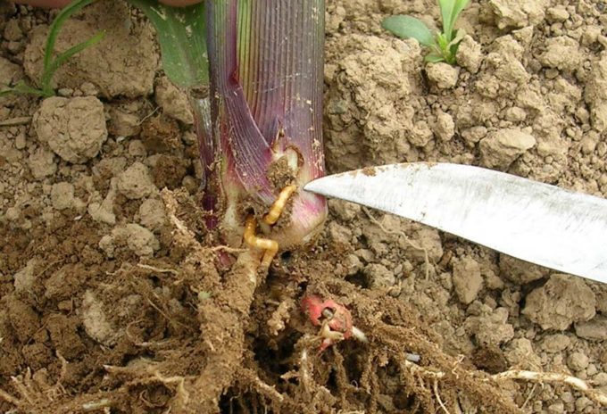 Maïs : quelles protections contre taupins et mouches ? | Journal Paysan ...