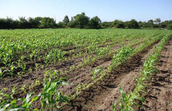Des carences en potasse de plus en plus fréquentes | Journal Paysan Breton