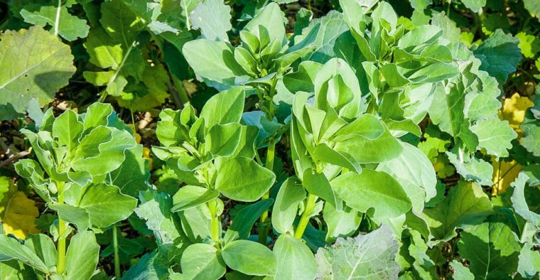 Associer son colza à des légumineuses gélives | Journal Paysan Breton