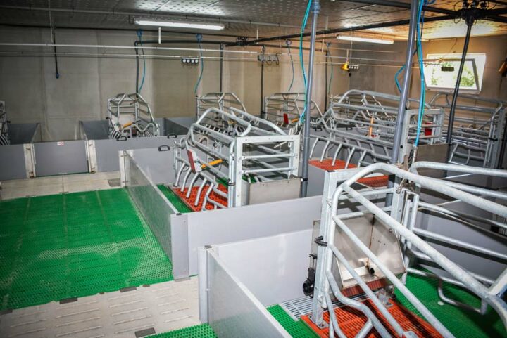 Porc : un naissage flambant neuf pour l'élevage de Roz ar Hoat ...