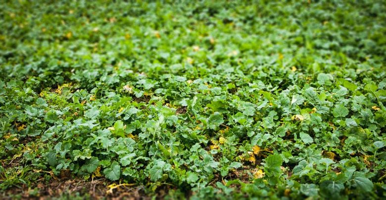 Colza : viser 8 feuilles à l'entrée de l'hiver | Journal Paysan Breton