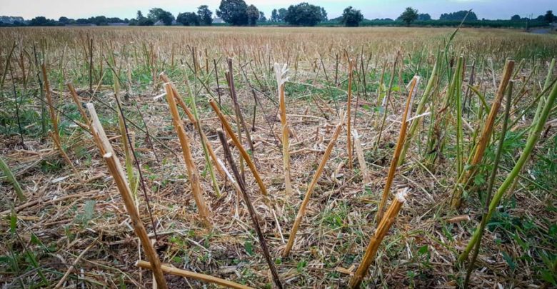 Record de production en colza – Journal Paysan Breton