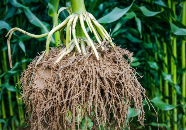 Le point maïs : l’extraordinaire prouesse des racines | Journal Paysan ...