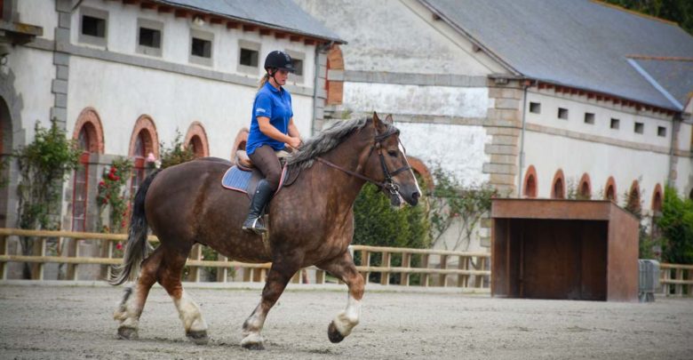 Le Cheval breton en concours national ce week-end | Journal Paysan Breton