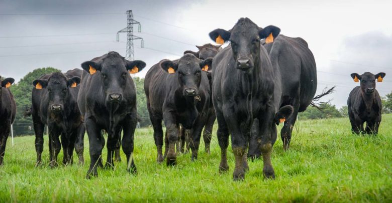 De la Holstein à l’Angus | Journal Paysan Breton