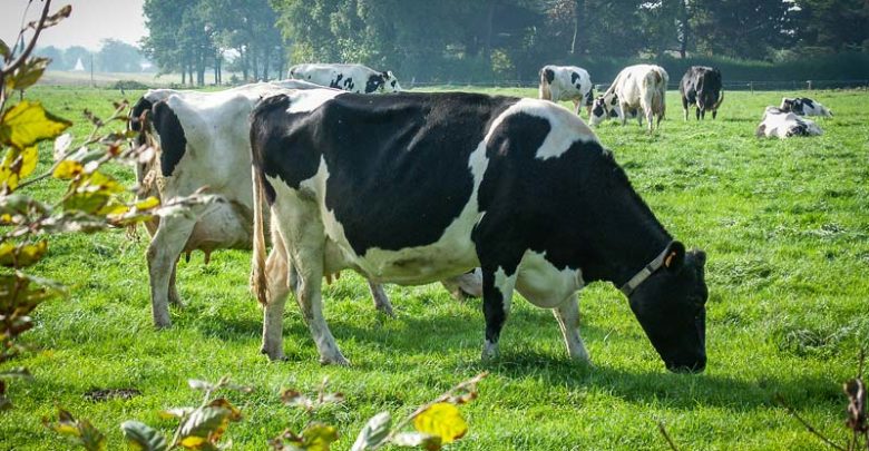 Un OS Prim'Holstein collectif et efficient pour répondre au RZE ...