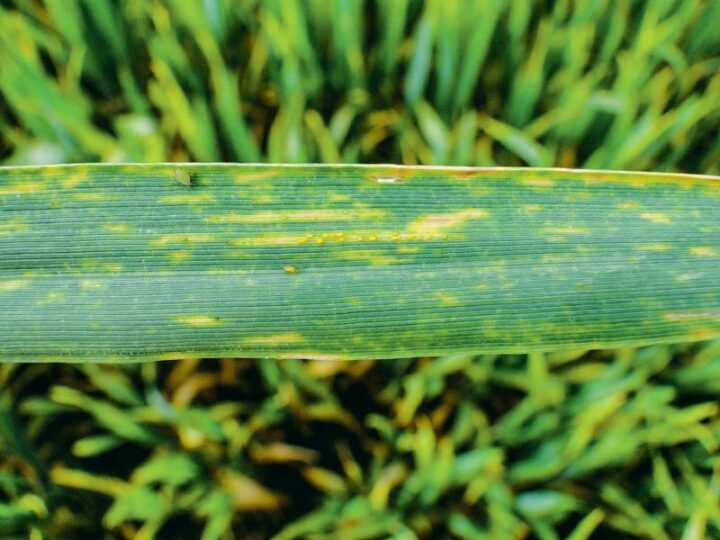 Reconnaître les maladies des feuilles et de l’épi | Journal Paysan Breton