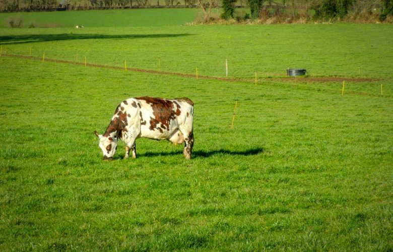 Pâturage par intermittence | Journal Paysan Breton