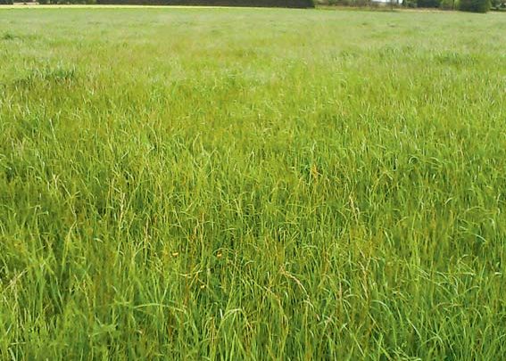 La vente d'herbe est-elle un bail rural ? | Journal Paysan Breton