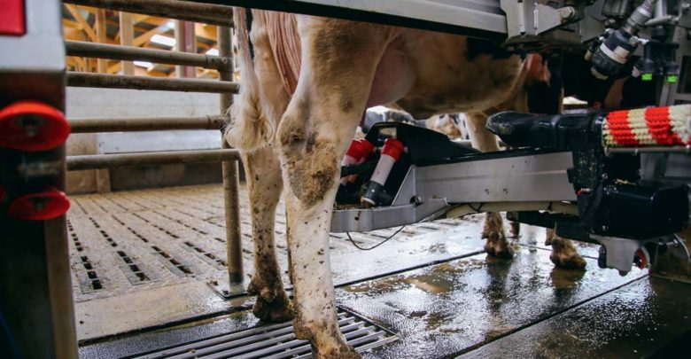 Coût de production et robot de traite | Journal Paysan Breton