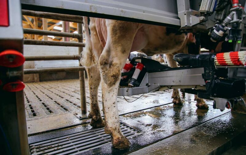 Coût de production et robot de traite | Journal Paysan Breton