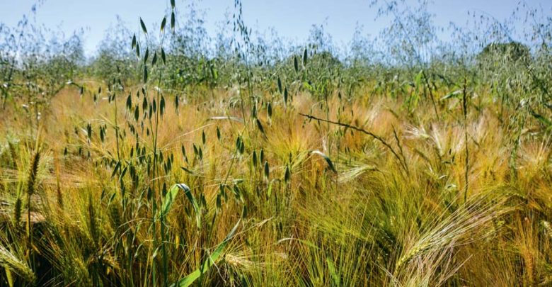 La folle avoine sort de l’ombre – Journal Paysan Breton