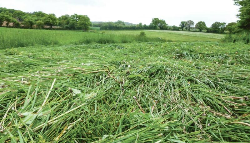 Fourrage : Ne pas laisser la protéine se dérober | Journal Paysan Breton