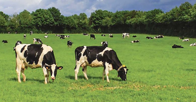 Lait de pâturage, 120 jours «pâturés» minimum | Journal Paysan Breton