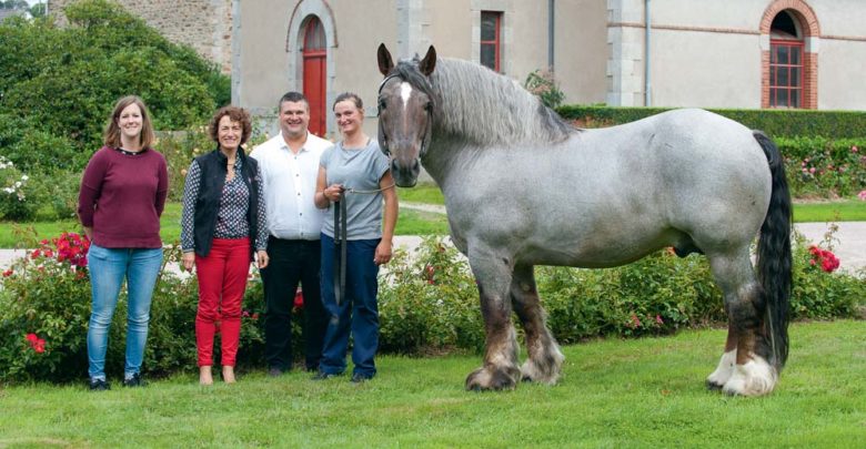 Le Cheval breton à Lamballe pour son départemental | Journal Paysan Breton