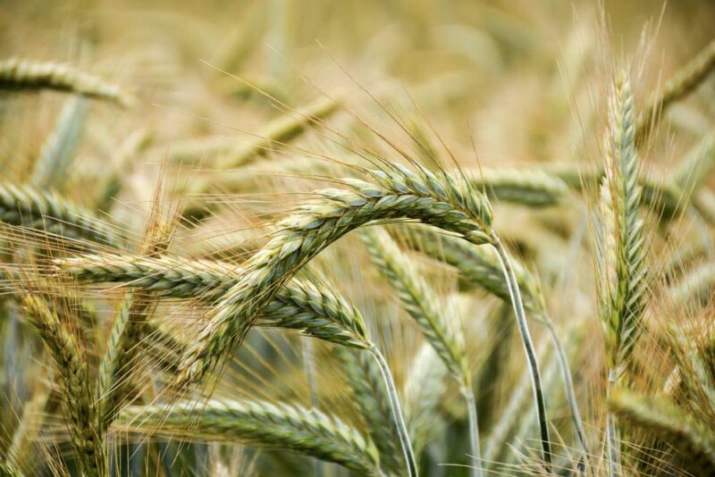 Triticale : des variétés confirmées et des innovations | Journal Paysan ...