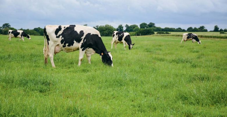 Viser un haut niveau de valorisation du pâturage | Journal Paysan Breton