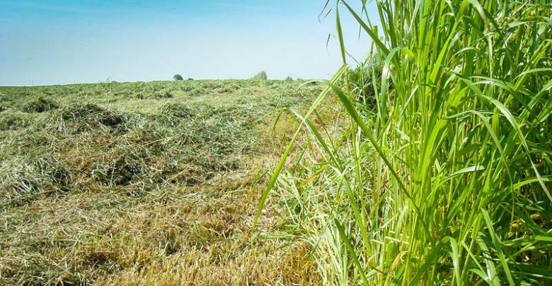 Le point sur LES “ray-grass” – Journal Paysan Breton
