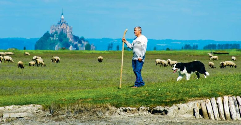 "L’agneau de pré-salé, un atout pour le territoire" | Journal Paysan Breton