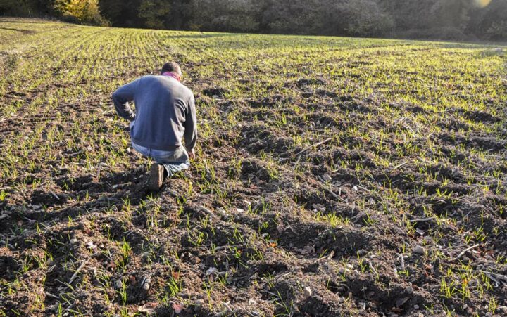 Des dégâts de sangliers après semis de céréales – Journal Paysan Breton Des dégâts de sangliers après semis de céréales – Journal Paysan Breton