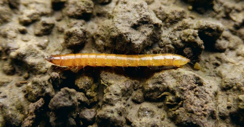 La lutte contre les taupins s’effrite | Journal Paysan Breton