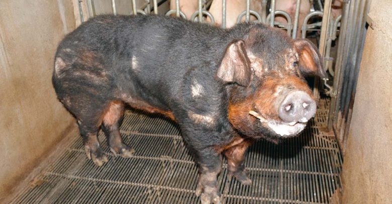 La stimulation au verrat dès le jour du sevrage dans 33 % des élevages ...