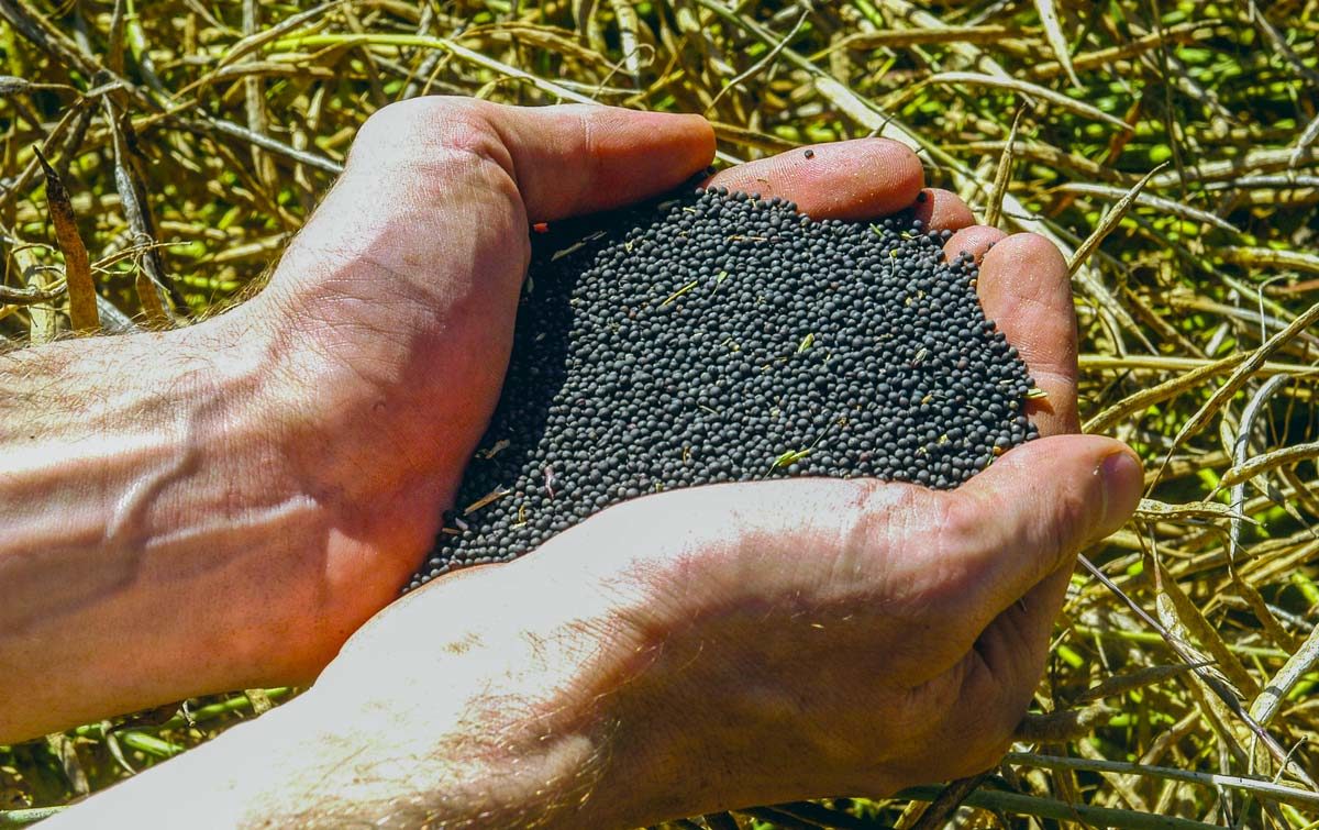 Colza : une production nationale confirmée en net recul | Journal ...