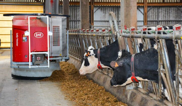 Le robot alimente quotidiennement 200 bovins | Journal Paysan Breton