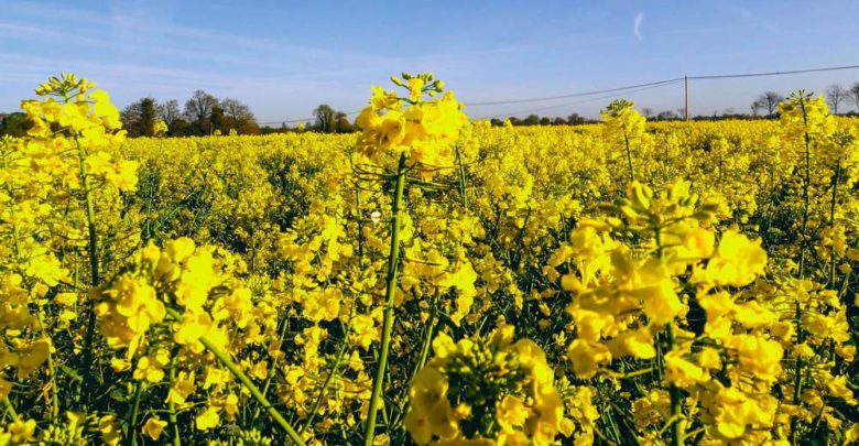 Colza : produire mieux, voire plus, avec moins | Journal Paysan Breton