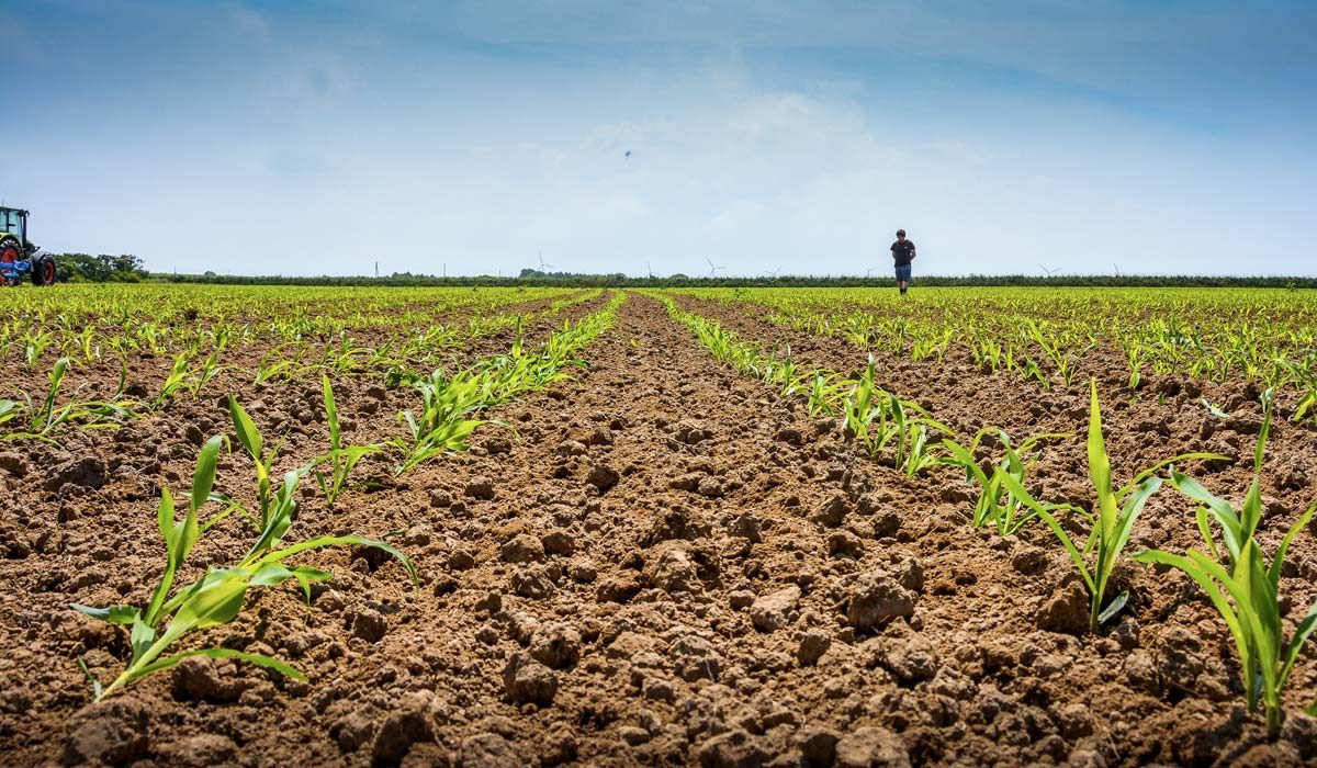 Réussir ses semis de maïs | Journal Paysan Breton