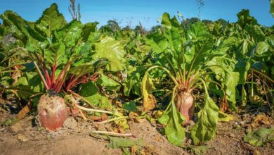 11 variétés de betterave sous la toise | Journal Paysan Breton