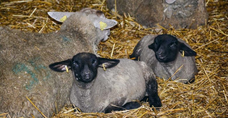Les petits ruminants s’attaquent au bien-être – Journal Paysan Breton