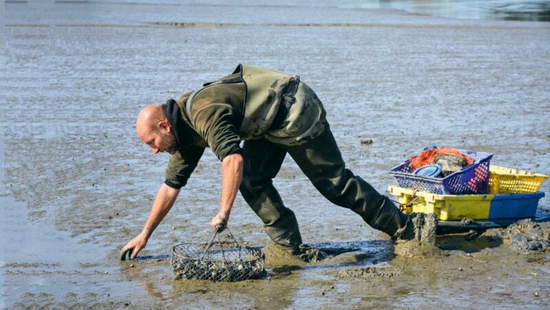 La palourde se mérite | Journal Paysan Breton