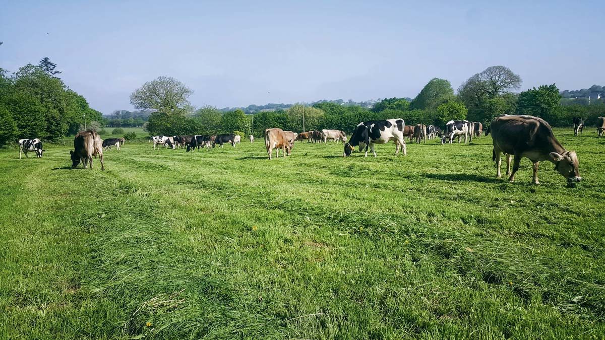 Pâturage : Gérer l'épiaison printanière pour préparer l'été | Journal ...