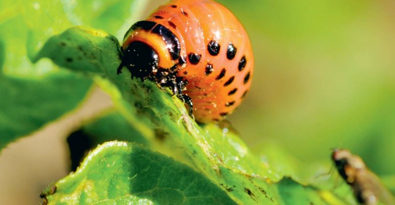 Le retour des doryphores – Journal Paysan Breton