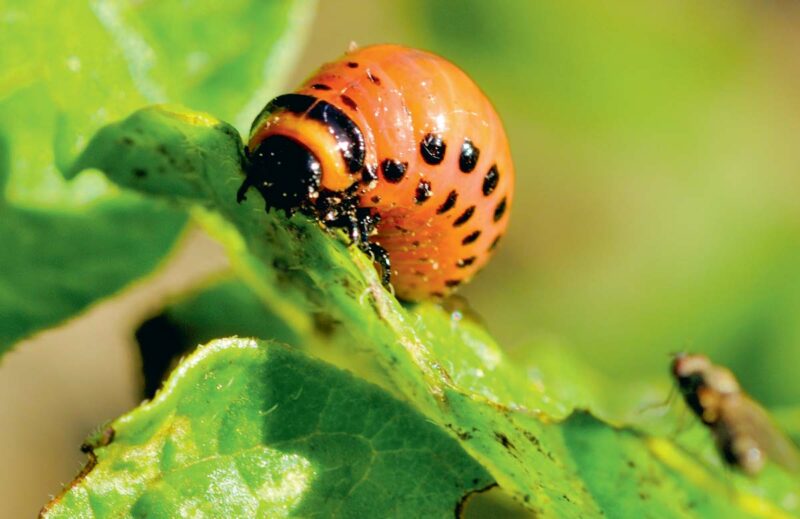 Le retour des doryphores | Journal Paysan Breton